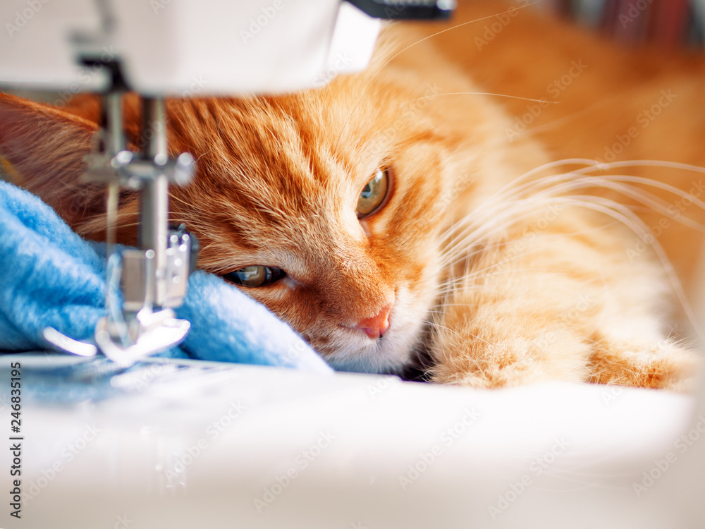 Cute ginger cat is lying behind sewing machine. Fluffy pet at cozy home ...