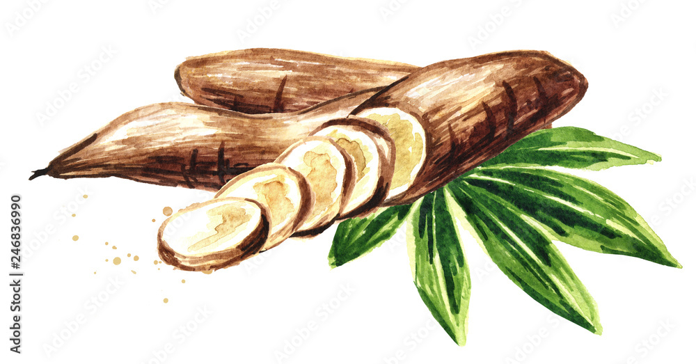 Cassava root, tuber, leaf and slices. Manihot esculenta. Watercolor ... Cassava root, tuber, leaf and slices. Manihot esculenta. Watercolor ...