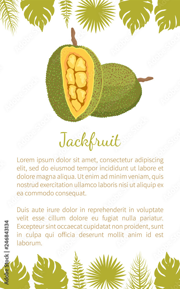 Jackfruit exotic juicy stone fruit vector poster text sample and palm ...