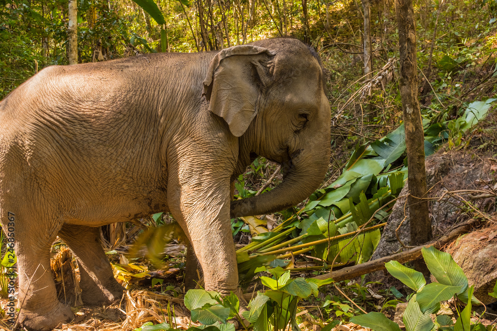 Asian Elephant Diet