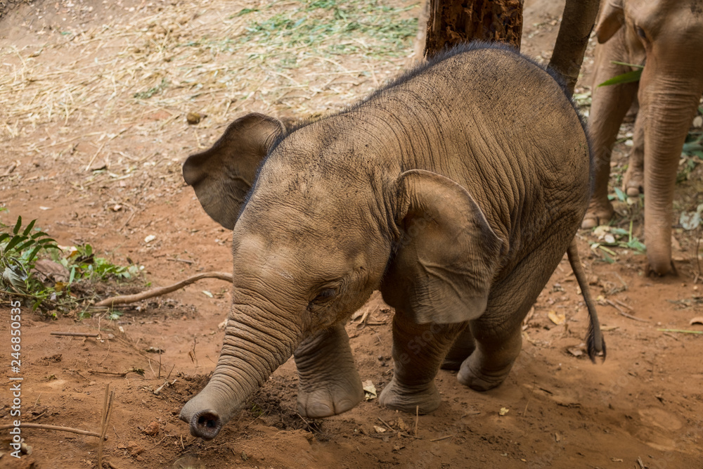 A baby Asian elephant struggling to get up a hill, close up showing the ...