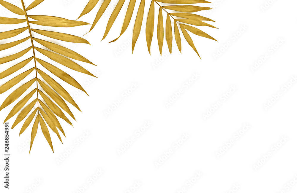 Tropical golden leaves palm tree on white background with space for ...