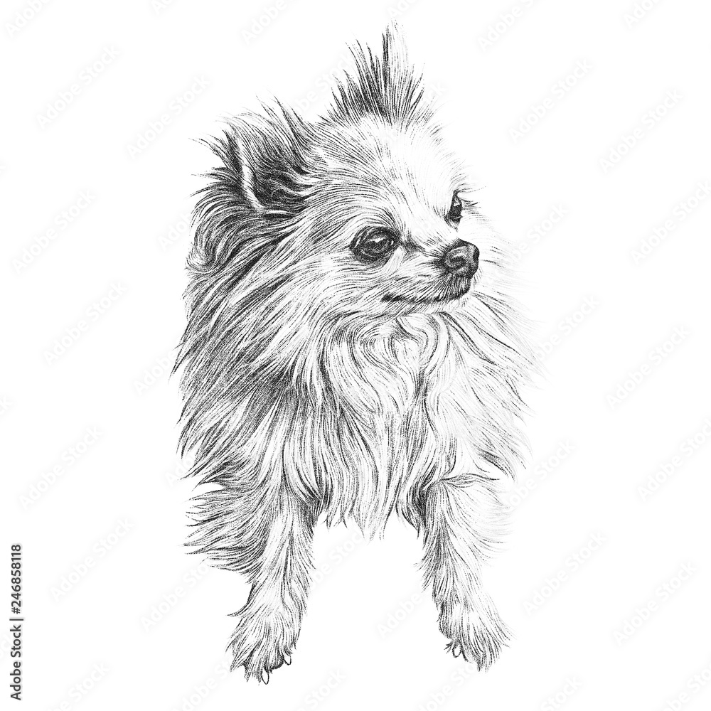 Illustration of handsome dog isolated on white background. Mittel ...