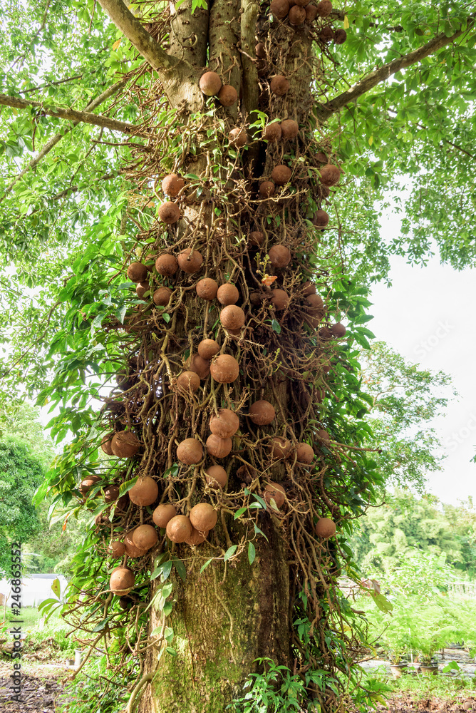 Shala tree or Sal tree (Shorea robusta) and its fruits Stock Photo ...