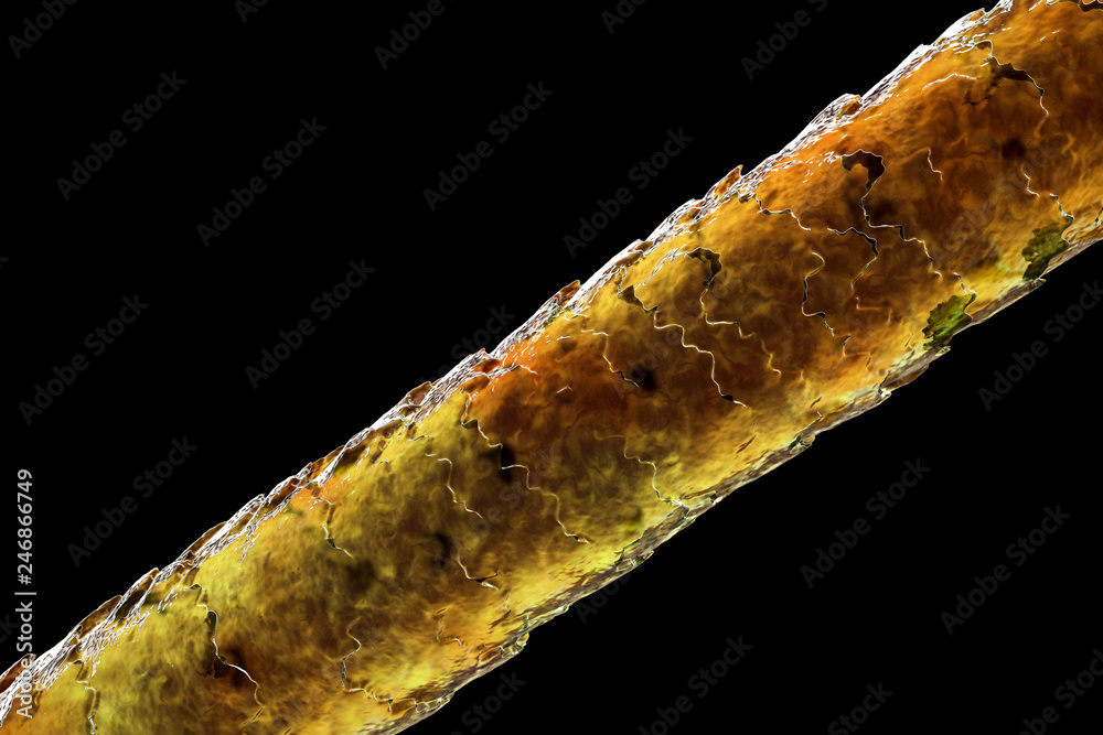 Human hair under microscope, 3D illustration showing close-up structure ...