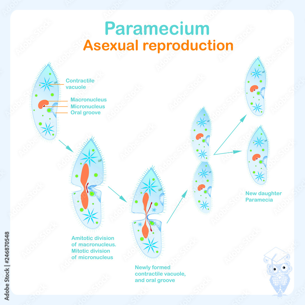 Paramecium asexual reproduction scheme. Protozoa transverse. Paramecium ...