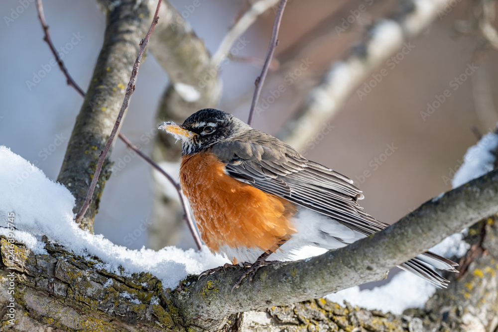 Poster Robin in winter – Wall Art | UkPosters