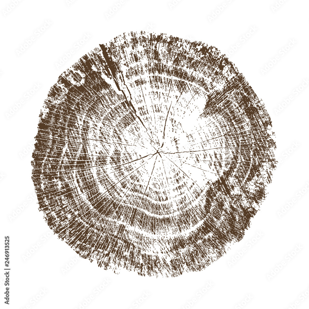 Wood texture of growth ring pattern from a slice of tree. Cut monotone ...