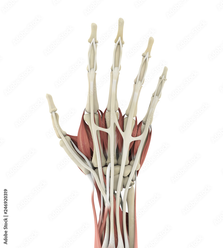 Human Hand Anatomy Illustration Stock Illustration | Adobe Stock