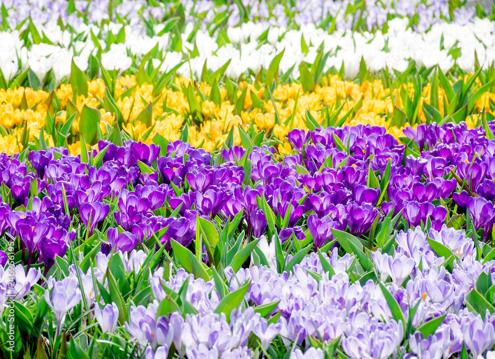 Beautiful spring flower crocus in various colors, purple, yellow, white ...