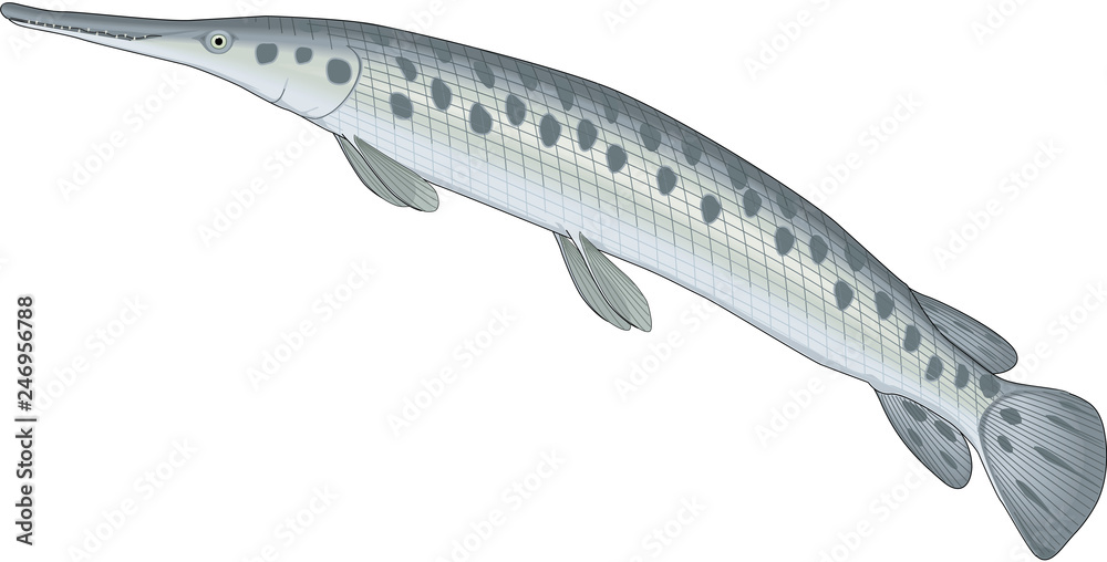 Gar Drawing
