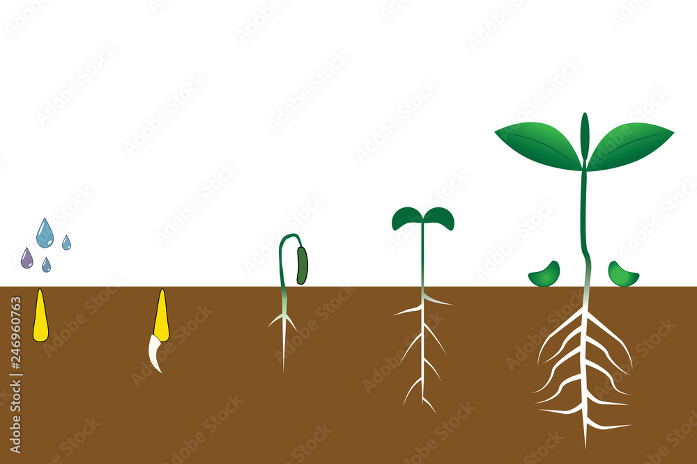 Infographic of planting tree. Seedling gardening plant. Seeds sprout in ...