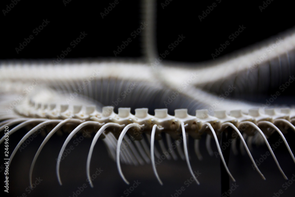 Esqueleto de serpiente, columna vertebral de vertebrado foto de Stock ...