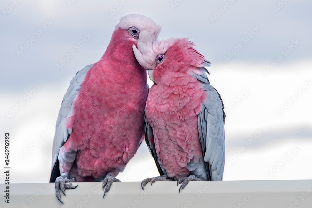 Galah - Eolophus roseicapilla - known as the rose-breasted cockatoo ...
