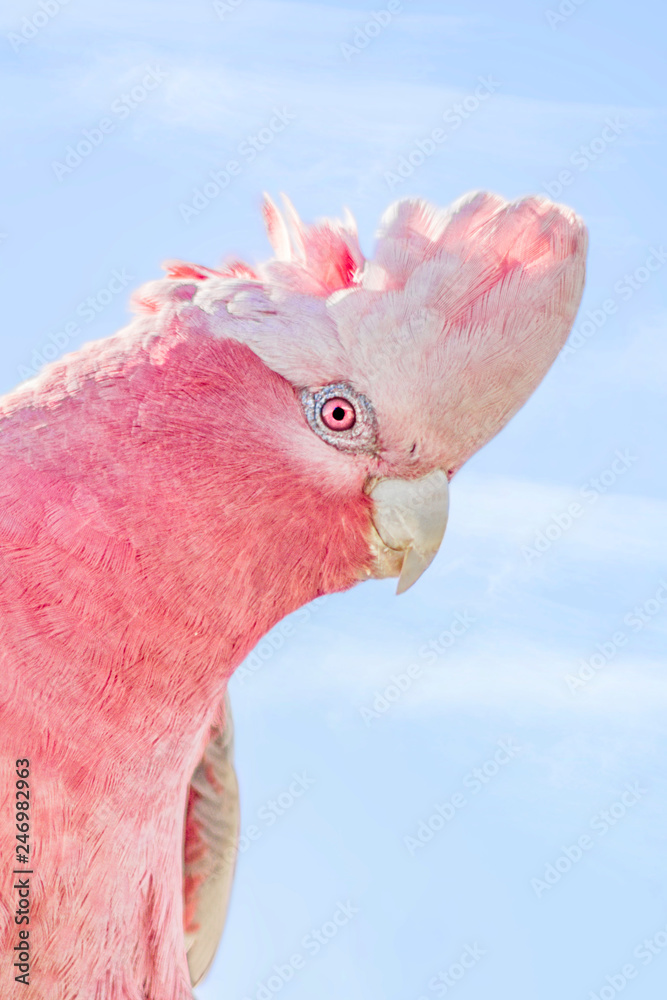 Galah - Eolophus roseicapilla - known as the rose-breasted cockatoo ...