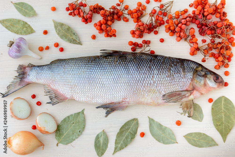 The muksun (Coregonus muksun) is a type of whitefish widespread in the ...