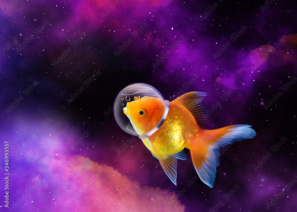 Goldfish in the sky with Astronaut hat, Gold fish swim in the galaxy ...