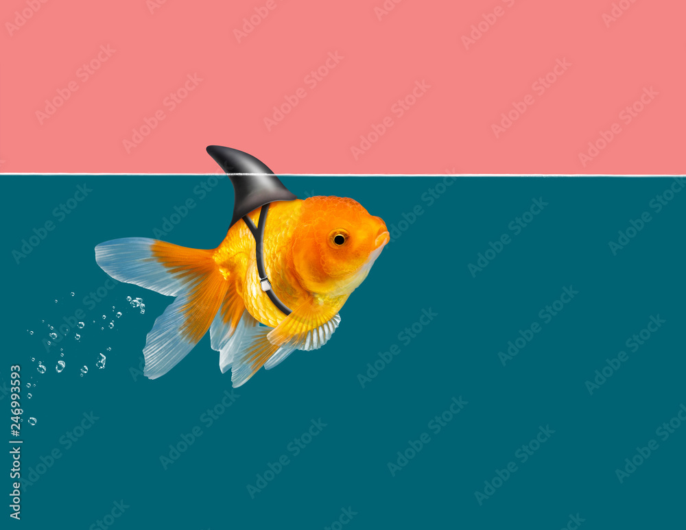 Goldfish with shark fin swimming in green water and pink sky background ...