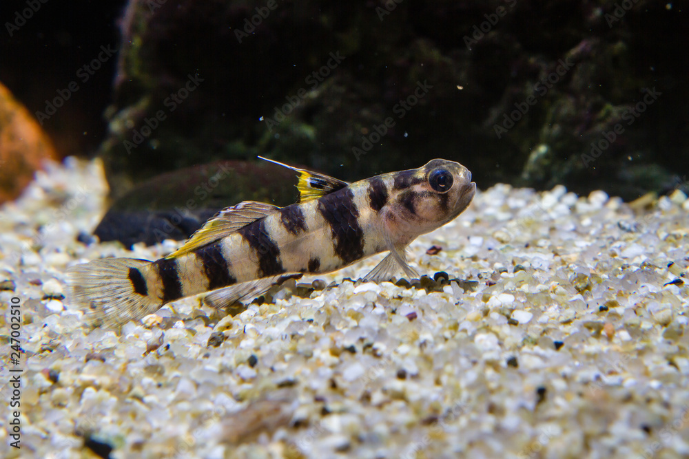 Tiger dwarf goby(Mugilogobius tigrinus) Stock Photo | Adobe Stock