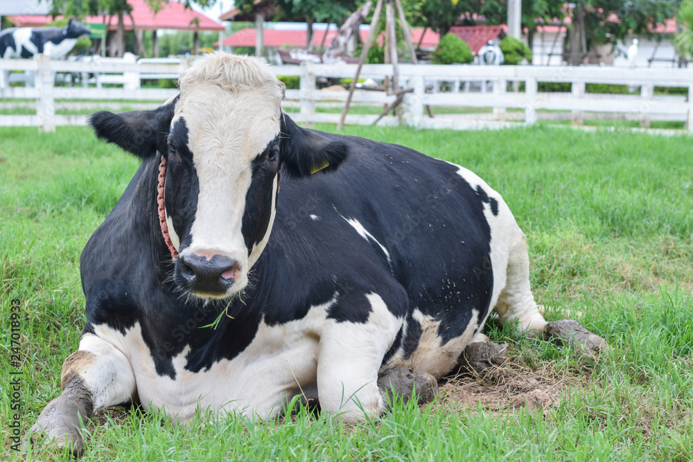 Calf in the farm.Calves in a barn eating hay and drinking milk. Stock ...