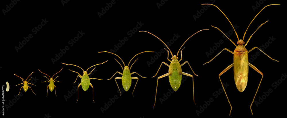 Bug, Creontiades pallidus (Hemiptera: Miridae). Life cycle. Development ...