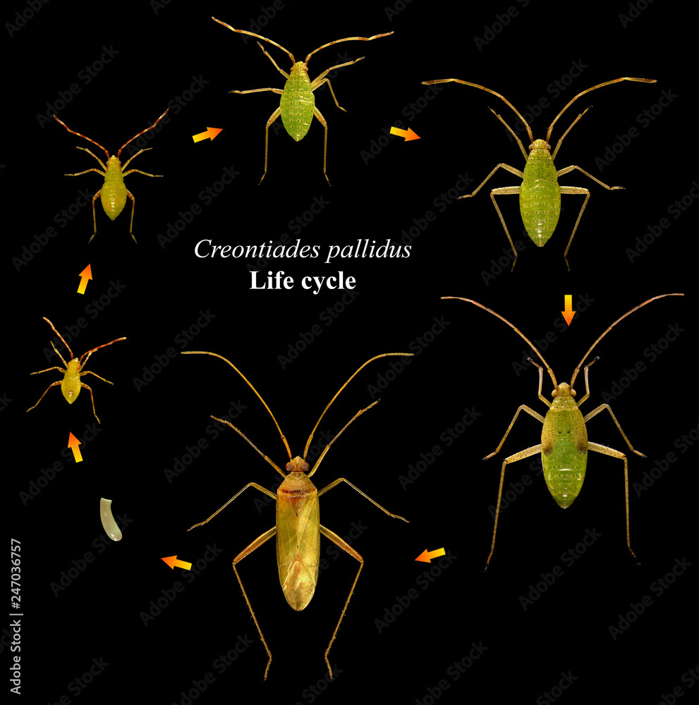 Bug, Creontiades pallidus (Hemiptera: Miridae). Life cycle. Development ...