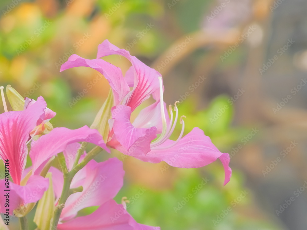 Beautiful pink orchid tree flower (Phanera purpurea) with green nature ...