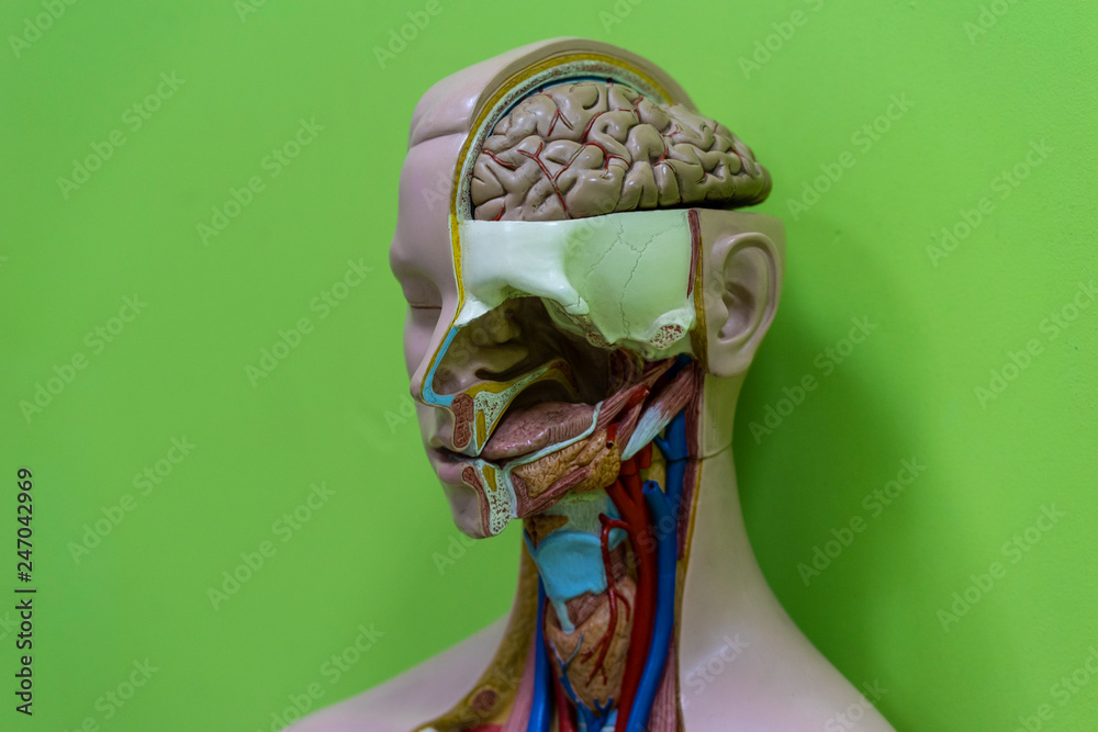 Photo & Art Print teaching aid layout of the structure of the human ...