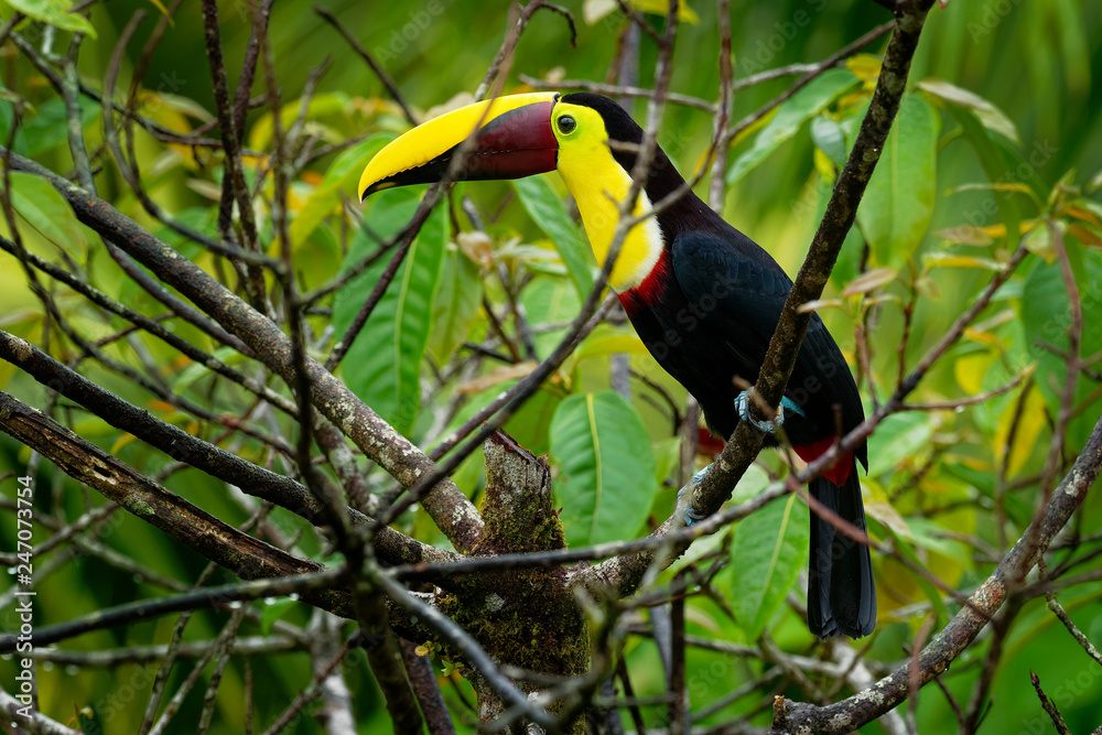 Yellow-throated (Black-mandibled) Toucan - Ramphastos ambiguus is a ...
