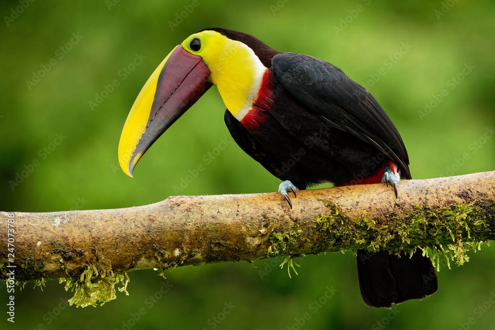 Yellow-throated (Black-mandibled) Toucan - Ramphastos ambiguus is a ...