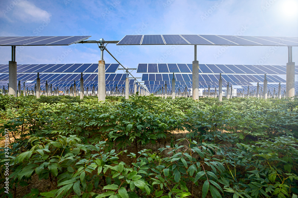 Vegetables grown under solar photovoltaic panels Photos | Adobe Stock