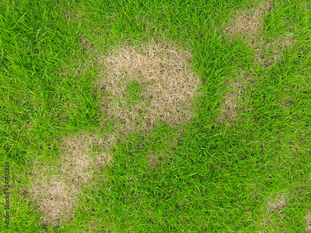 Grass texture. grass background. patchy grass, lawn in bad condition ...