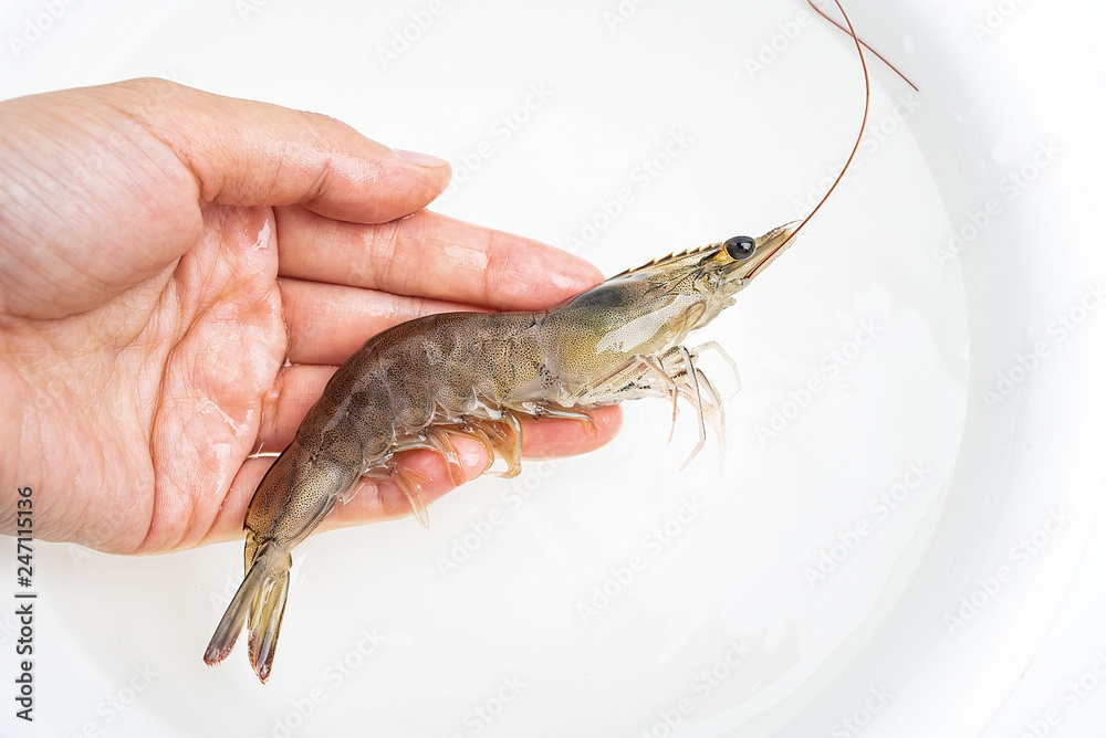 Live Prawn