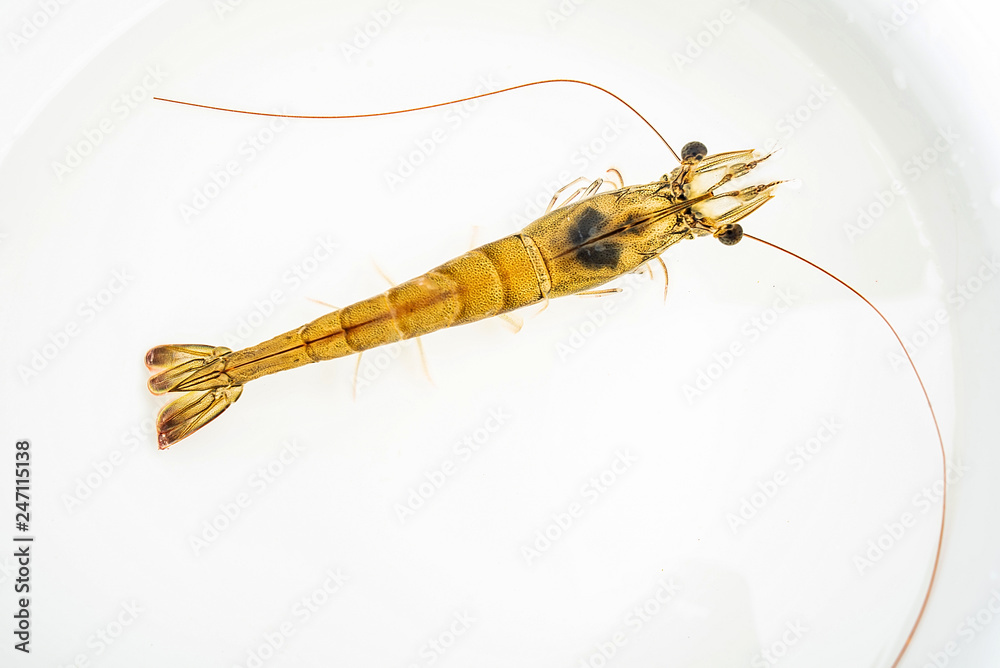 Live shrimp in the basin Stock Photo | Adobe Stock