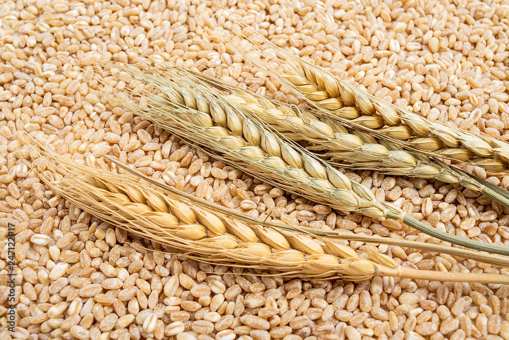 Wheat kernel and wheat ears Stock Photo | Adobe Stock