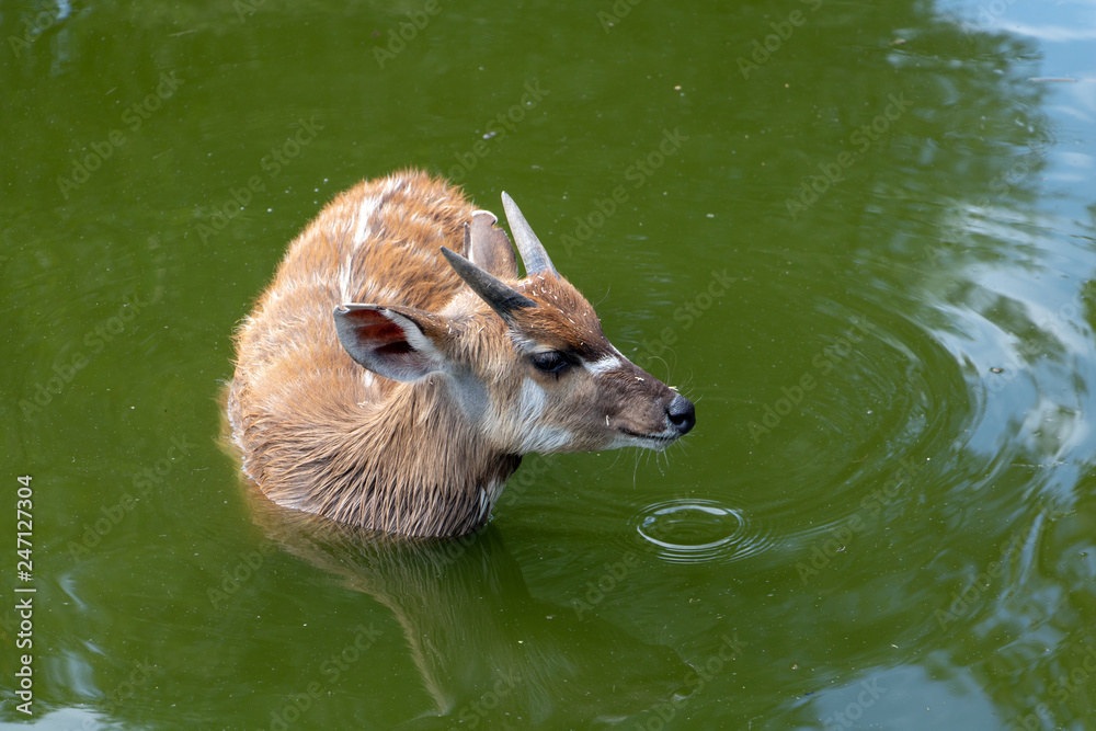 Antelope West African Sitatunga - Tragelaphus spekii gratus standing in ...