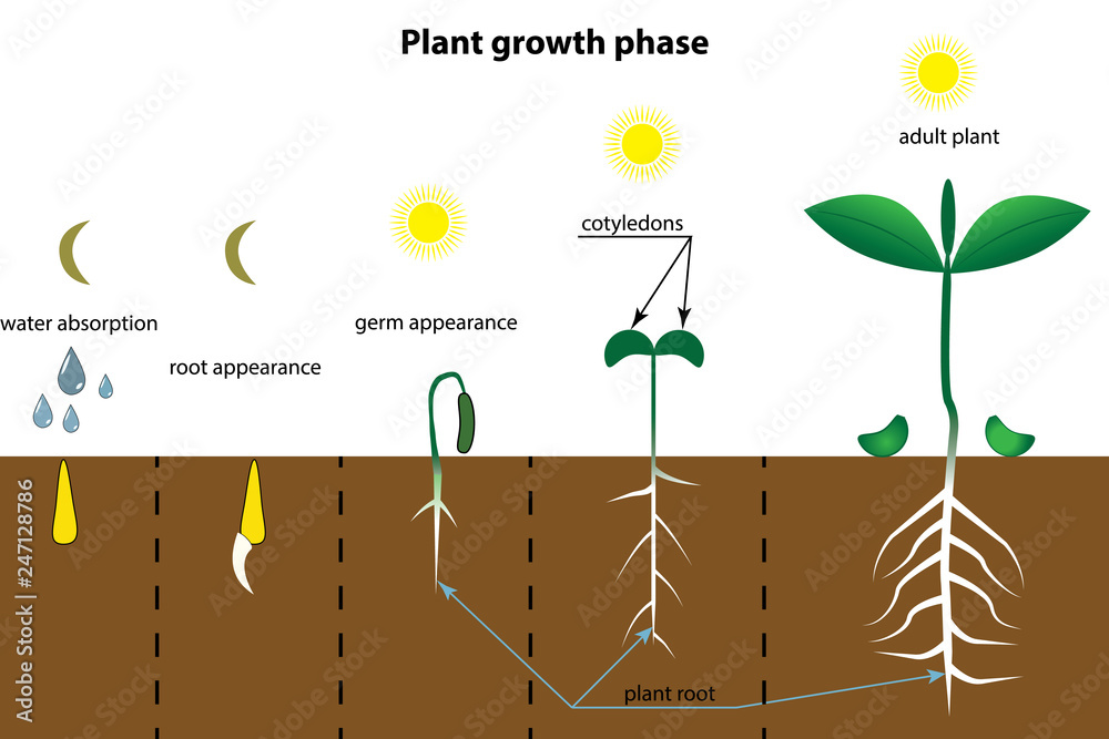 Planting process infographic. Growth stages. Steps of plant growth ...