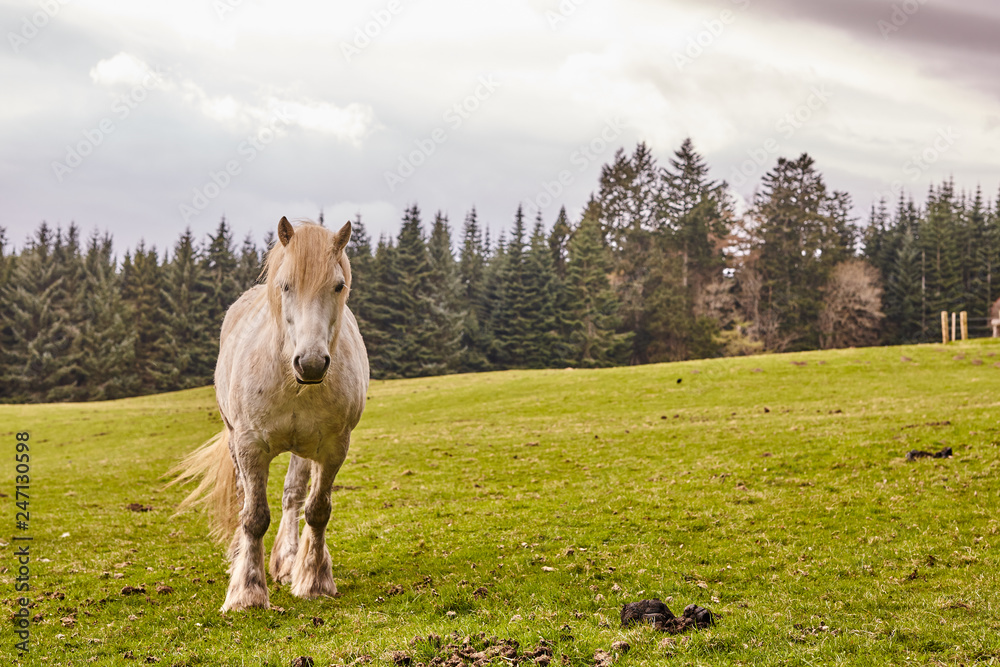 Caballo Escocés. Caballo blanco con pelo largo en una pradera extensa ...
