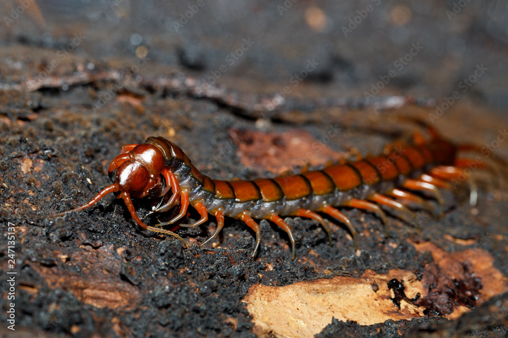 centipede, Scolopendra sp., on mossy tree in tropical rainforest ...
