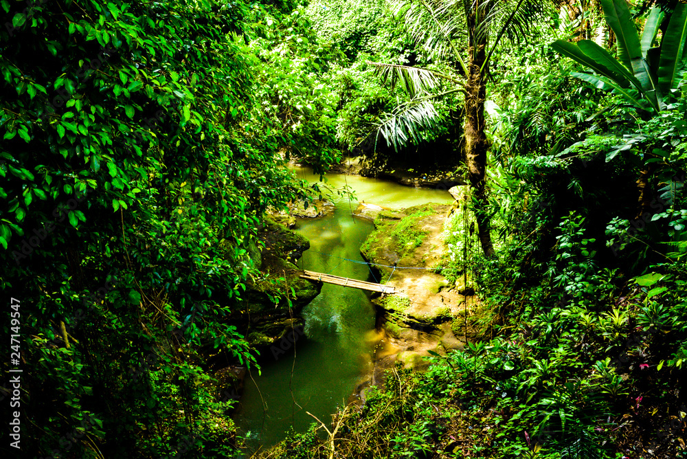 Lush green rain forest tropical monsoon jungle with trees, grass ...