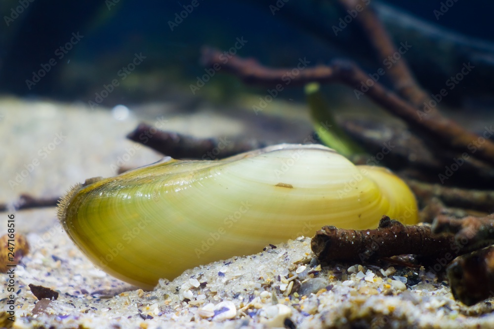 painter's mussel, Unio pictorum, a species of medium-sized freshwater ...