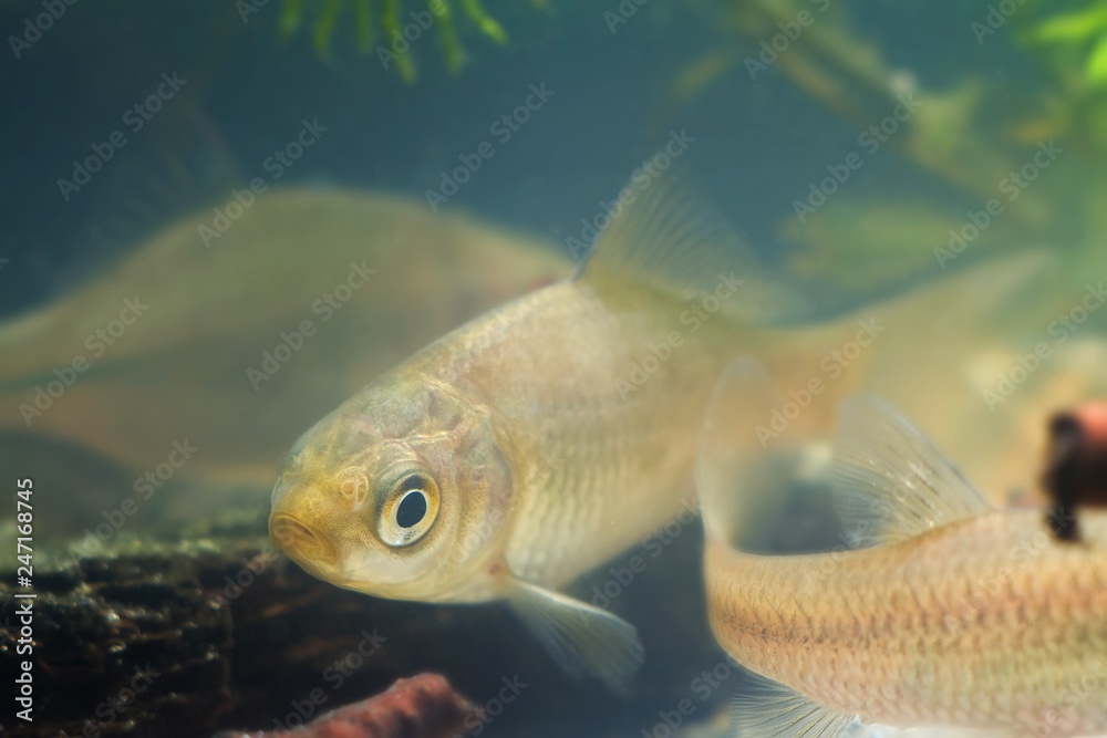 Carassius gibelio, prussian carp or gibel carp, juvenile freshwater ...