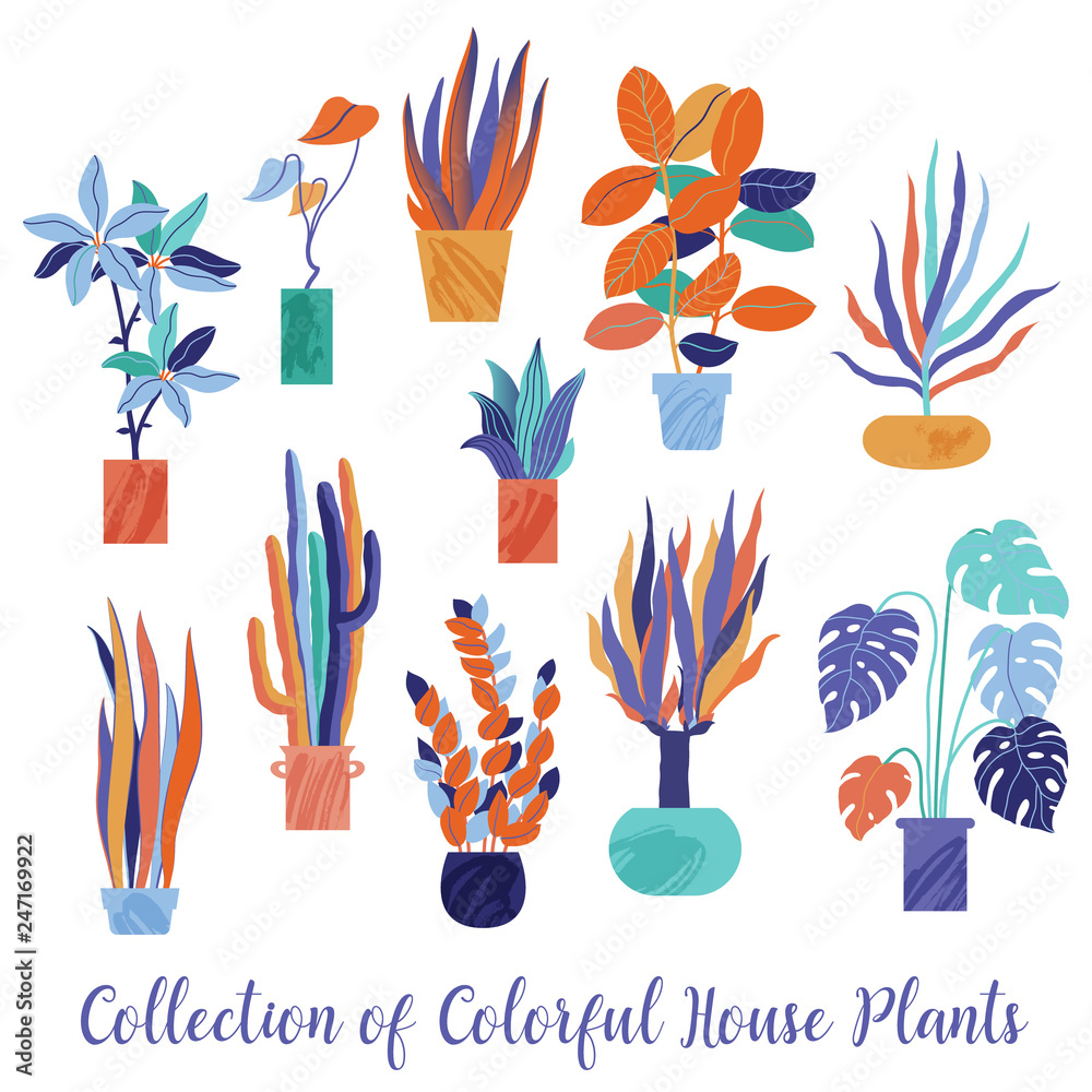 Big set, collection of bright, funky house plants - monstera, cactus ...