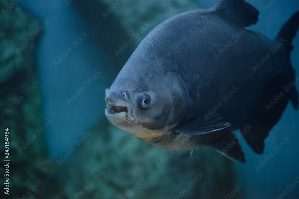 Tambaqui (Colossoma macropomum), also known as the giant pacu. Stock ...