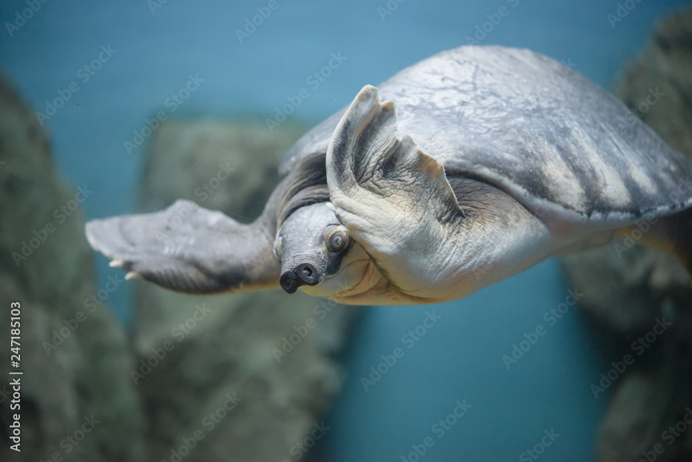 Pig-nosed turtle (Carettochelys insculpta), the Fly River turtle. Stock ...