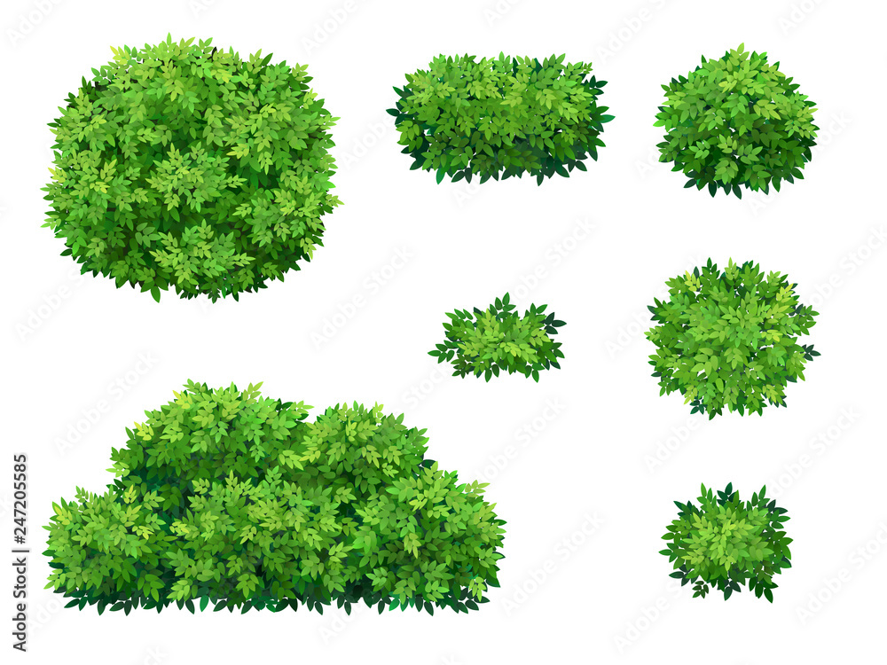 Set of green bush and tree crown of different shapes. Ornamental plant ...