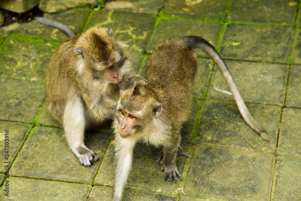 Sacred monkey family gathering in the tropical asian rain forest ...
