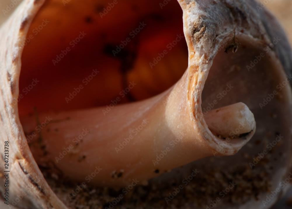 large seashell lying on a stone. sand in the background. on the shell ...