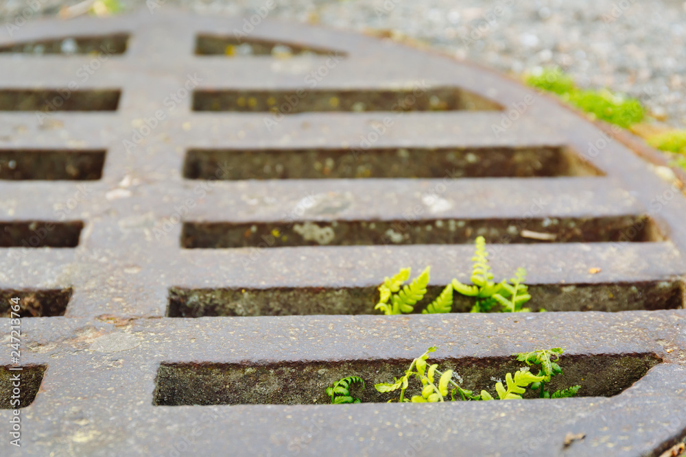 Plant growing through rain hatch. Struggle for life and will to survive ...