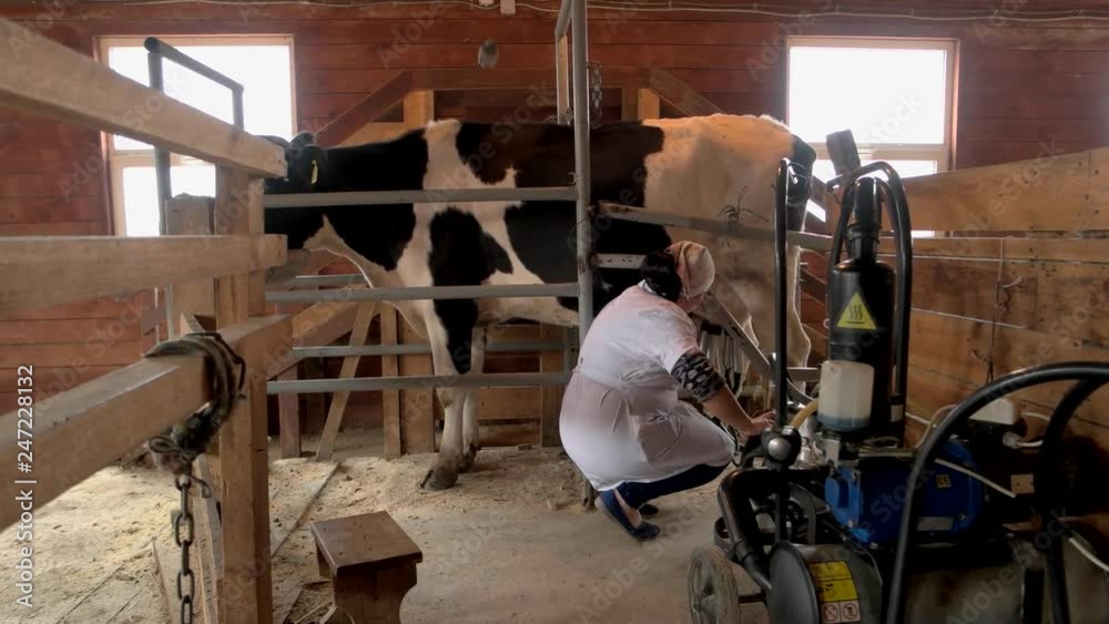 Milking a cow at small dairy farm. Cow connected to modern milking ...